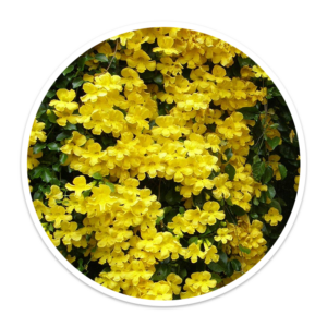 Eternum Prostate Health - Eternum Prostate Health