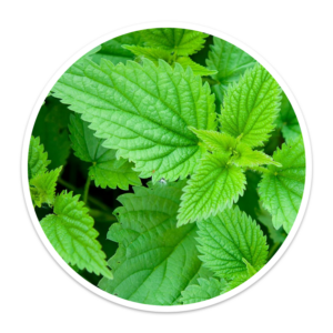 Eternum Prostate Health - Eternum Prostate Health