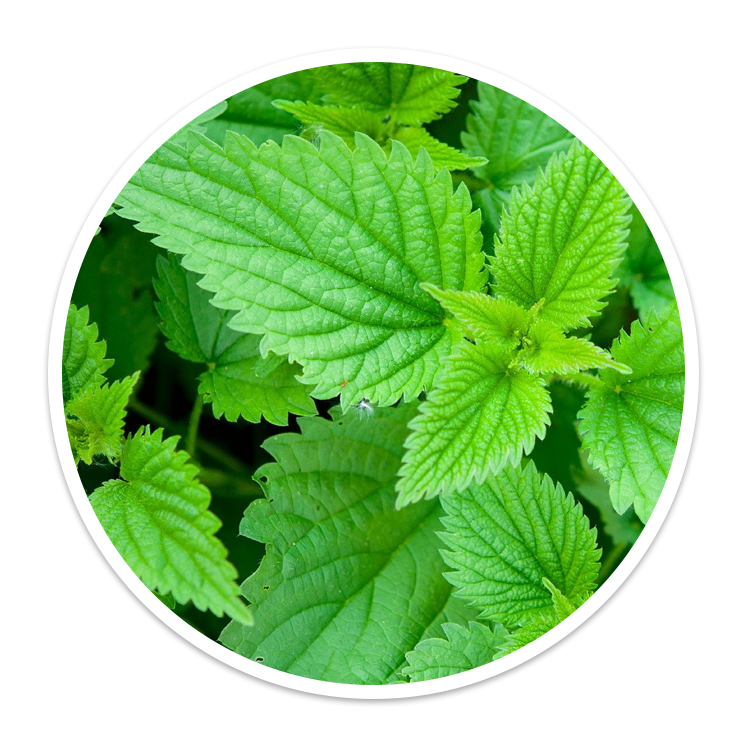 Eternum Prostate Health - Eternum Prostate Health