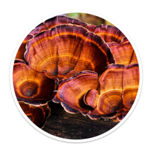 Eternum Prostate Health - Eternum Prostate Health