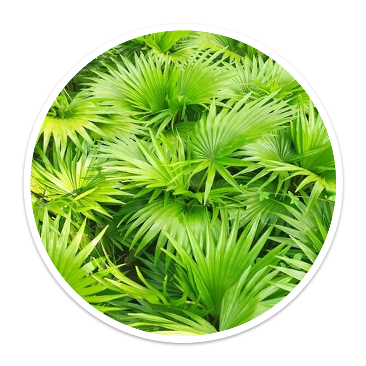 Eternum Prostate Health - Eternum Prostate Health