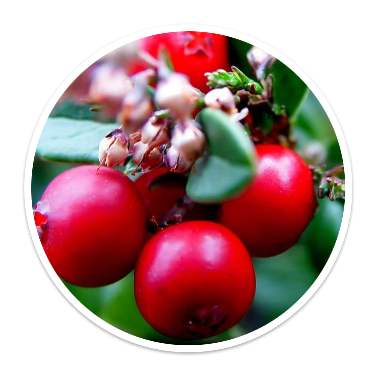 Eternum Prostate Health - Eternum Prostate Health